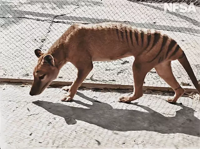 Tiger ya Tasmania