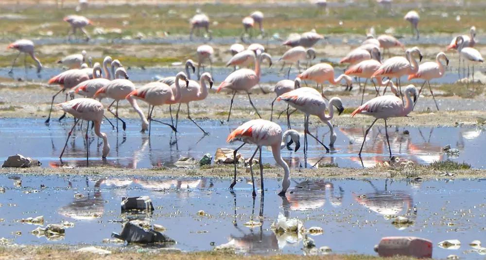 It freze ding barde: Lake Poopó droech op 7272_2