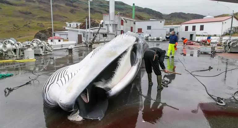 Ang Iceland dili na mangayam ug fin whale? sa pagkakaron