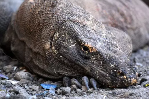 komodo dragons