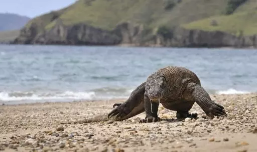 komodo dragons