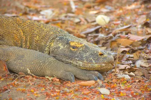 komodo dragons