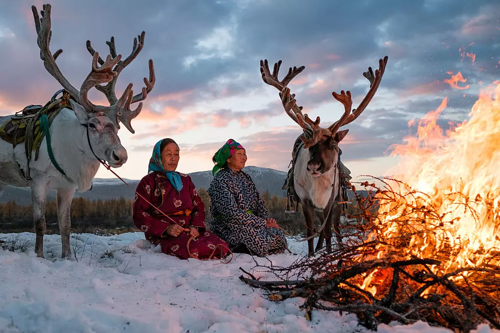 tsatatan reindeer