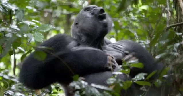 Ang pagbabanta sa mga gorilya sa bundok sa Congo ay lumalaki