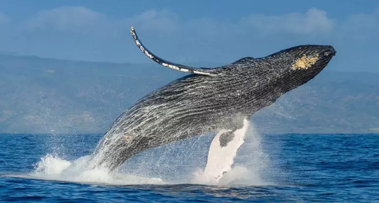 Il-balieni humpback m'għadhomx fil-periklu