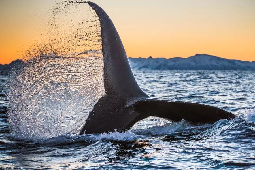 Nibiriyada Humpback ayaan hadda khatar gelin 7486_2