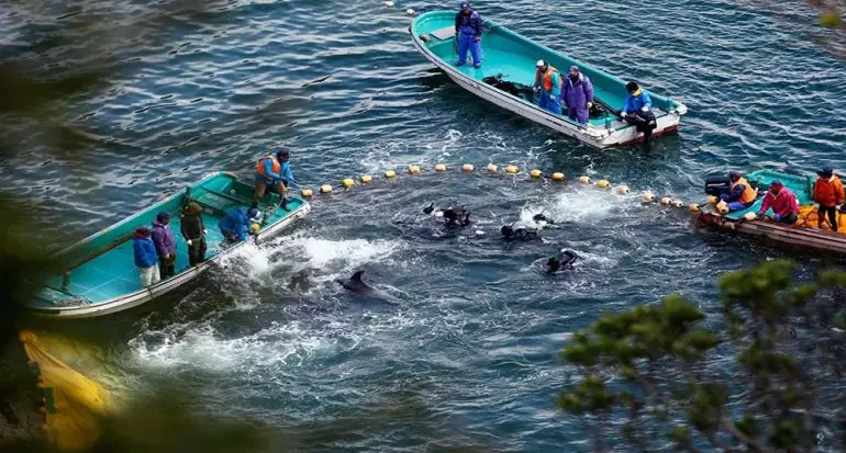 De jaarlijkse dolfijnenjacht in Japan begint