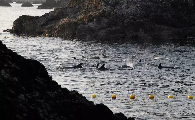 Début de la chasse annuelle aux dauphins au Japon 7525_2