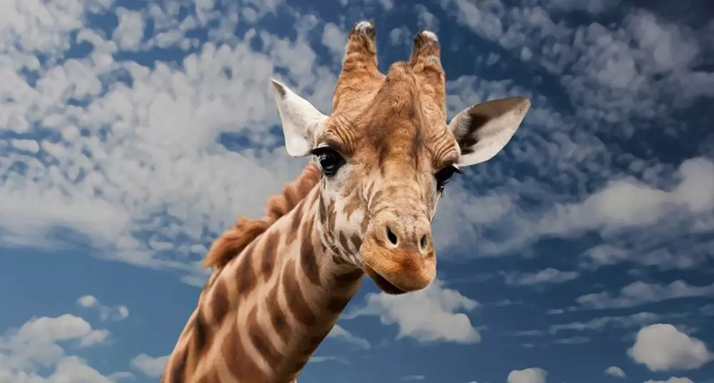 Wie lang ist die Zunge einer Giraffe?