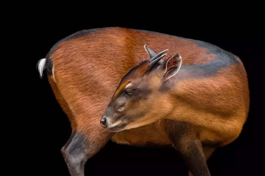 パンダはもはや絶滅の危機に瀕していません (霊長類は絶滅の危機に瀕しています) 7543_7