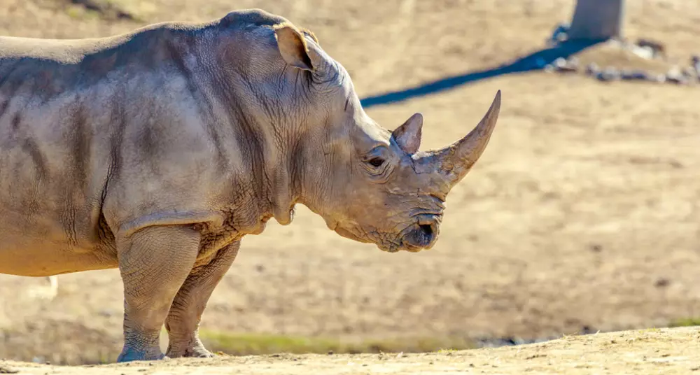 パンダはもはや絶滅の危機に瀕していません (霊長類は絶滅の危機に瀕しています) 7543_8