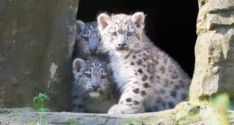 Tibet'te ilk kez kar leoparı görüldü