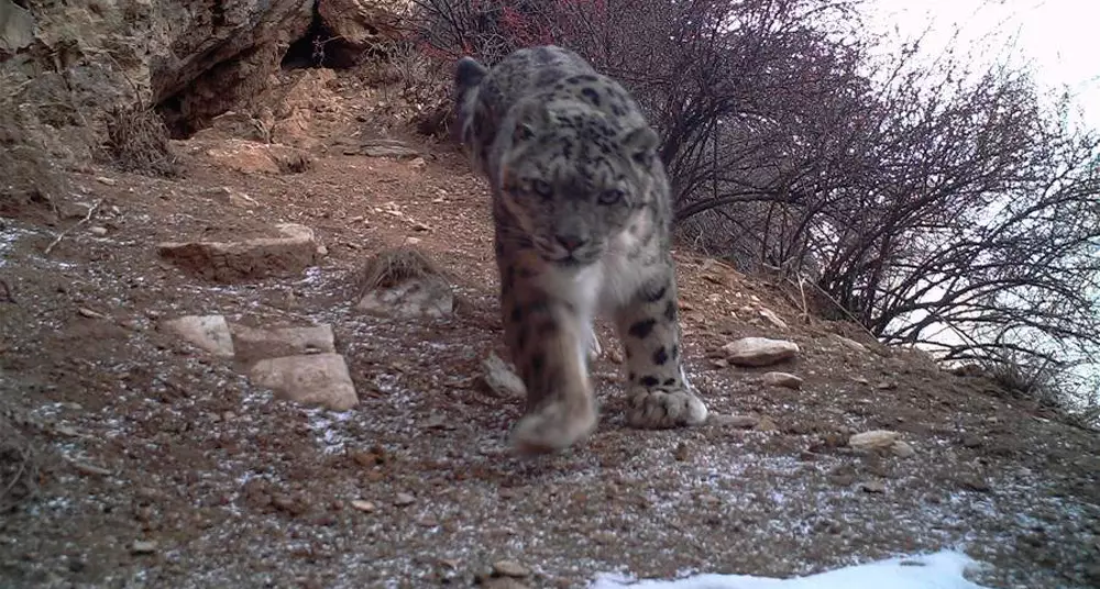 Tibet'te ilk kez kar leoparı görüldü 7556_2