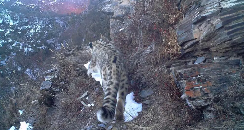 Snøleopard oppdaget for første gang i Tibet 7556_3