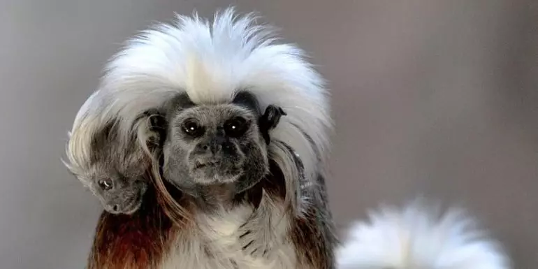 white-headed tamarin