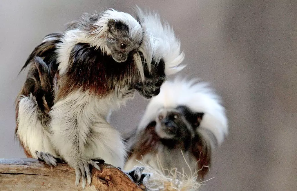 white-headed tamarin