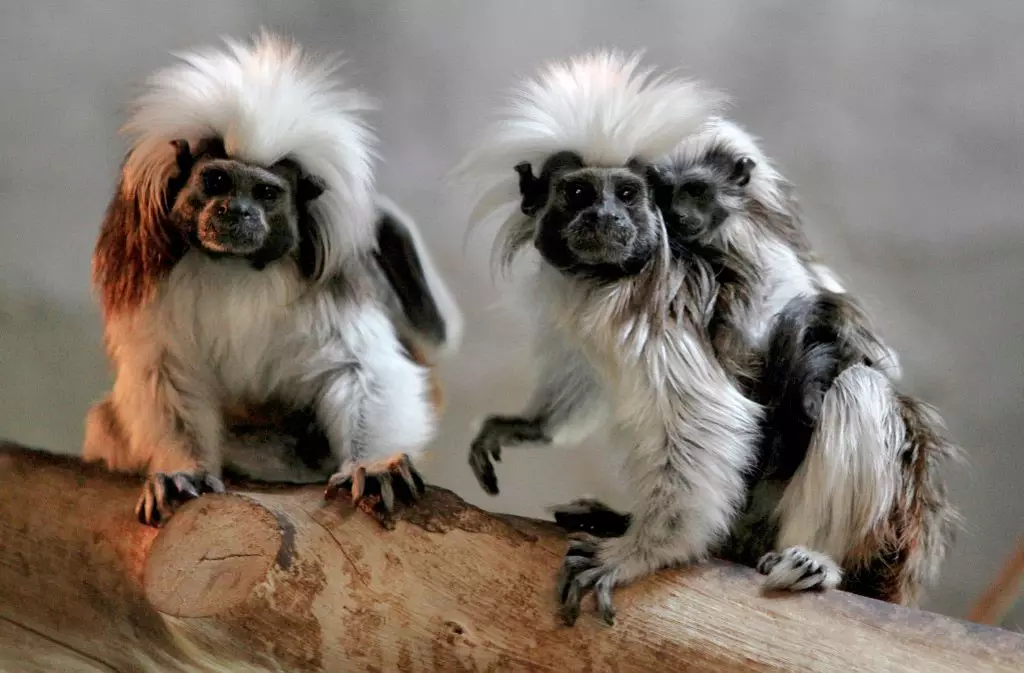 white headed tamarin