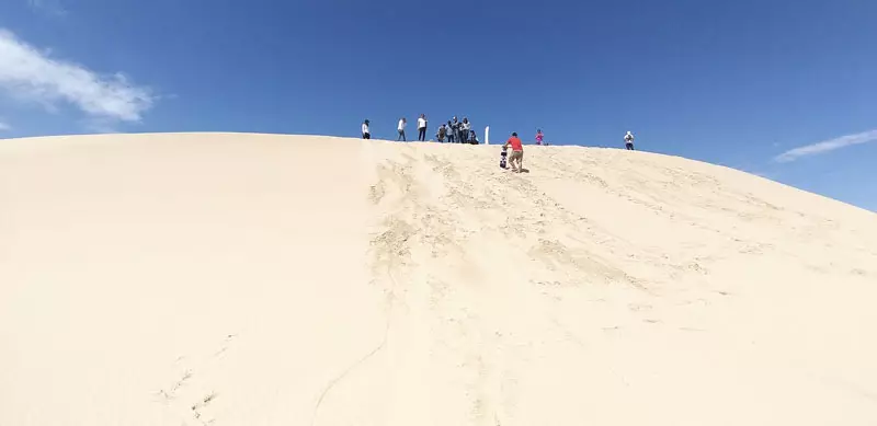 Chihuahua sandboard