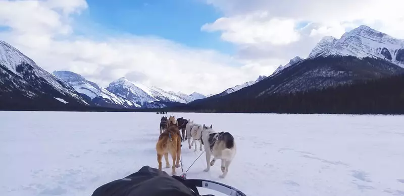 Albera Canada Canmore sled dogs