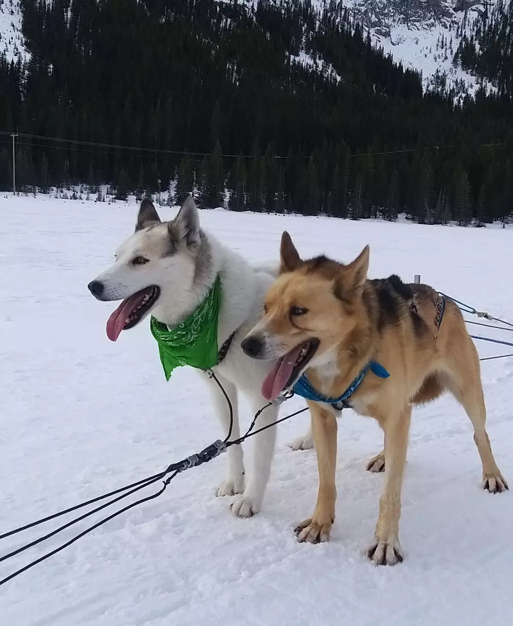 sled dogs canmore canada