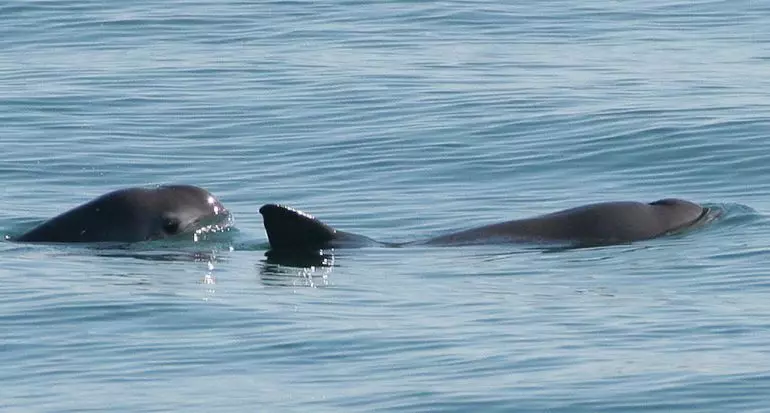 Một con cá heo vaquita và con bê của nó được nhìn thấy ở Mexico