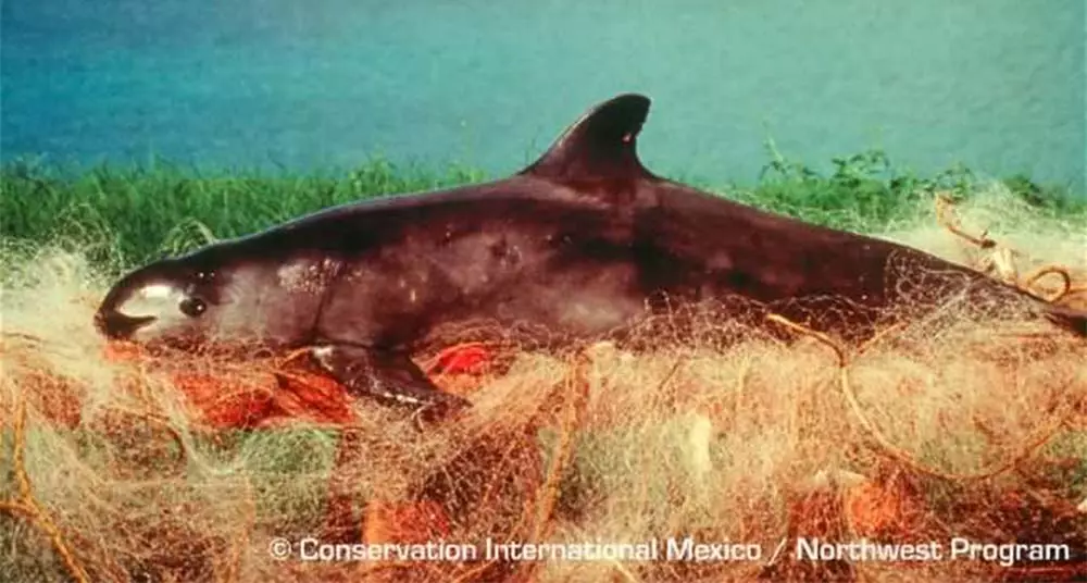 vaquita porpoise සහ ඇගේ පැටවා මෙක්සිකෝවේ දක්නට ලැබිණි 7762_2