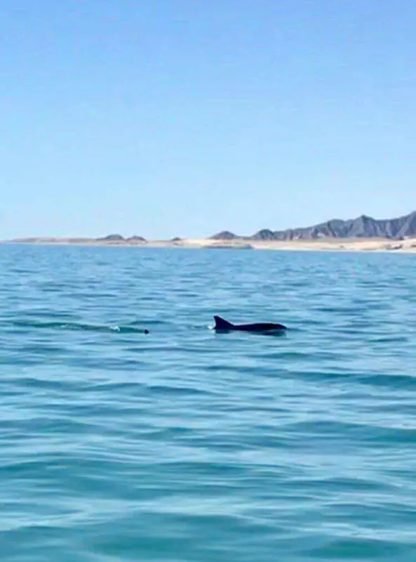 মেক্সিকোতে একটি vaquita porpoise এবং তার বাছুর দেখা গেছে 7762_3