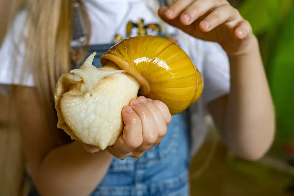 Afrikanische Schnecken aus Florida