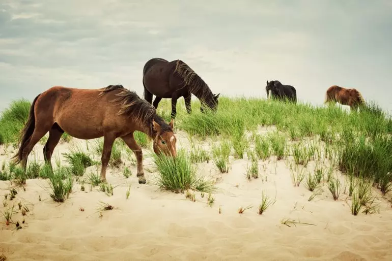 amahhashi zasendle of Sable island