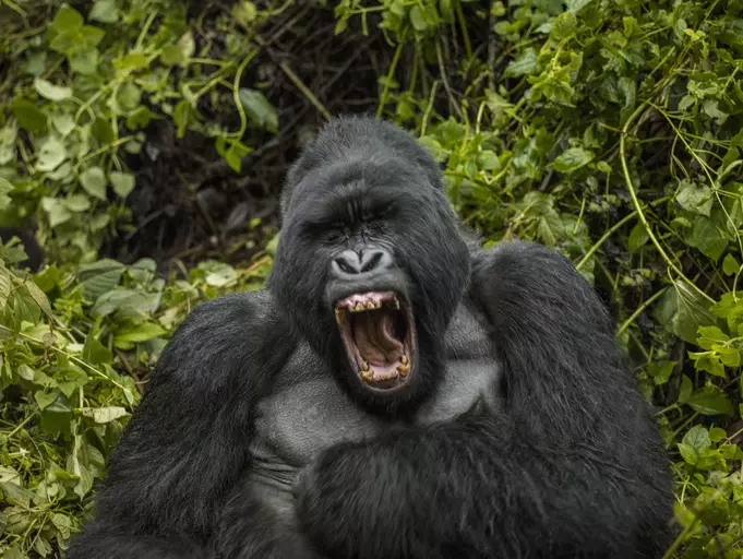 curiosities nipa gorillas