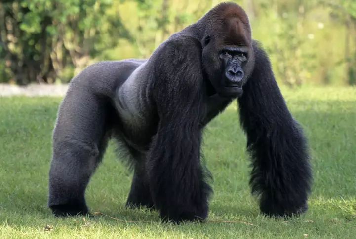 gorillalar haqida qiziqarli faktlar