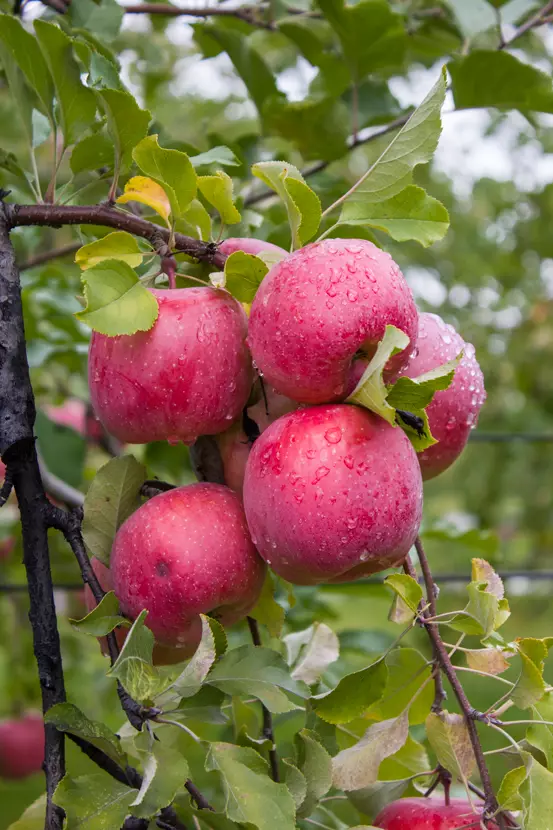 Quebec cider