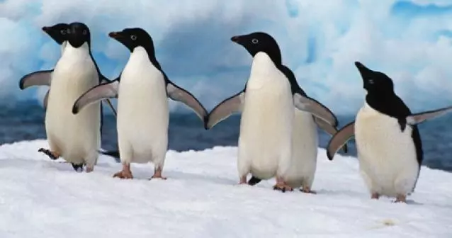 Ang mga penguin sa Adélie mahimong mapuo sa usa ka dekada