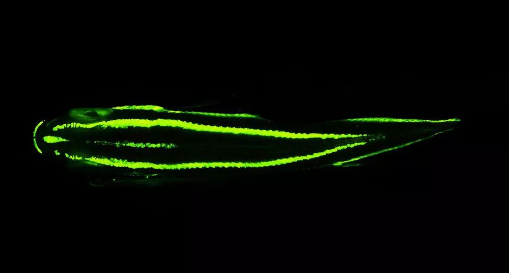 Морска фауна със собствена светлина 809_9