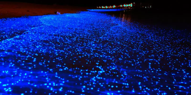 Bioluminescence بولسا Holbox دا ھۇزۇرلىنالايدىغان تەبىئىي ھادىسە