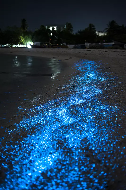 Holbox Beach Bioluminescence Meksiko