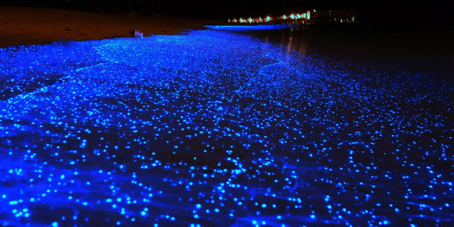 Holbox Beach Bioluminescence Meksiko