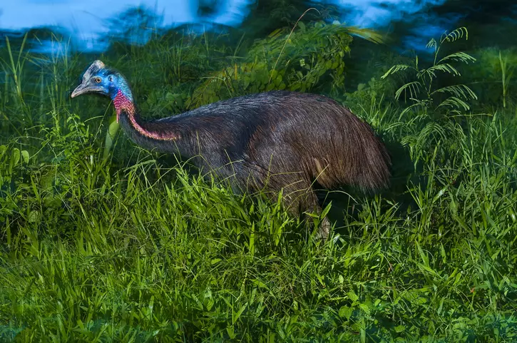 cassowary