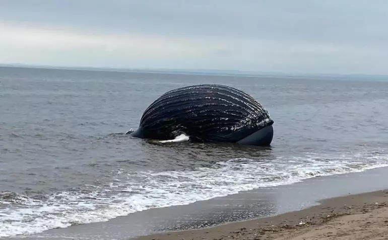 Humpback Whale