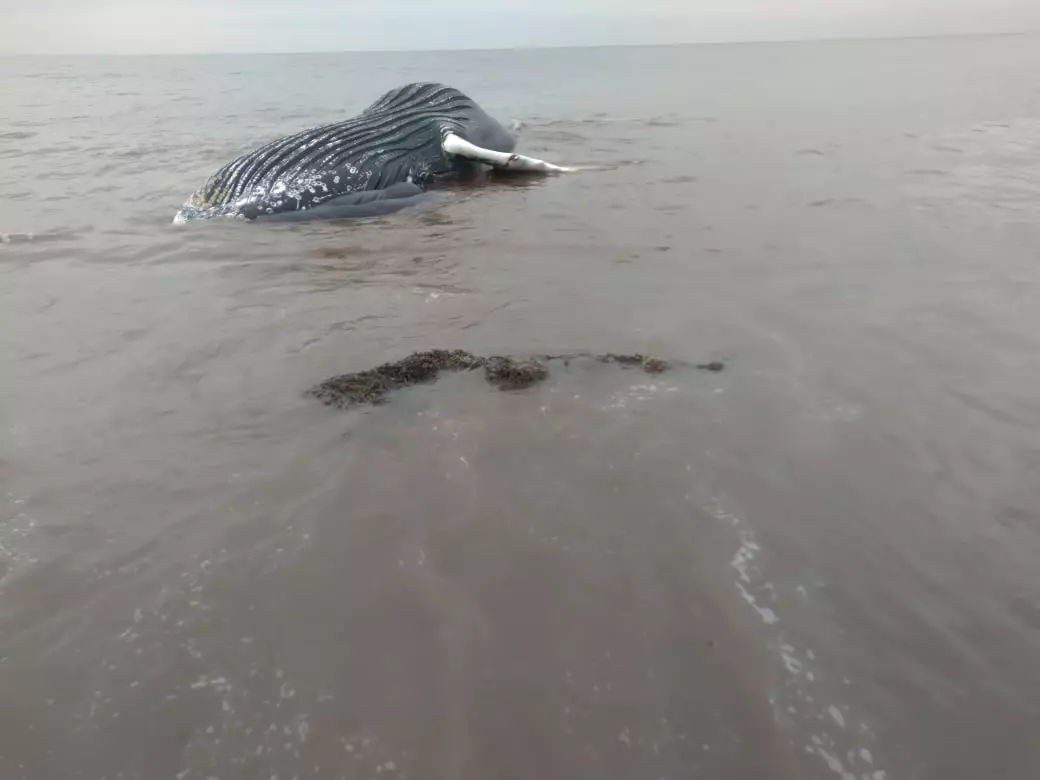 Humpback Whale