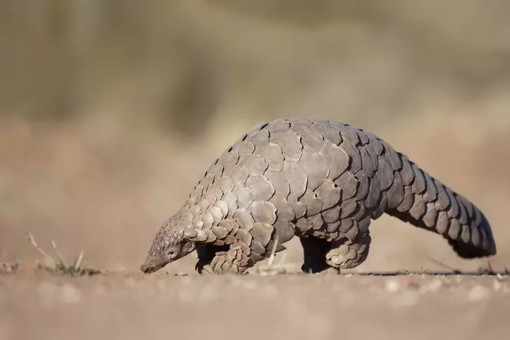 foto ea pangolin