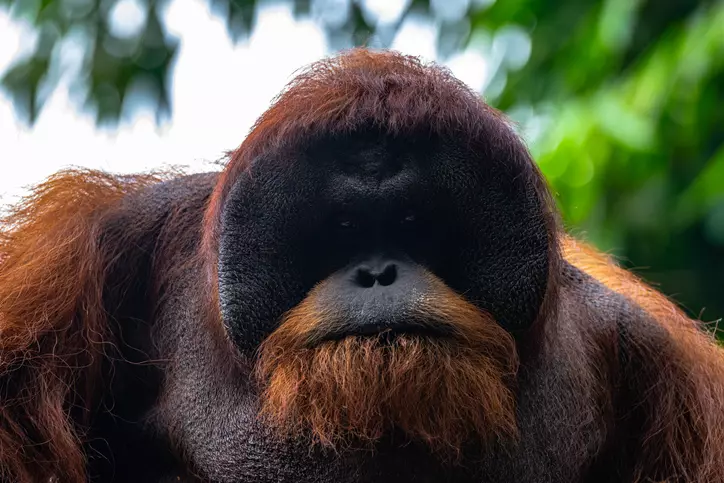 bornean orangutan