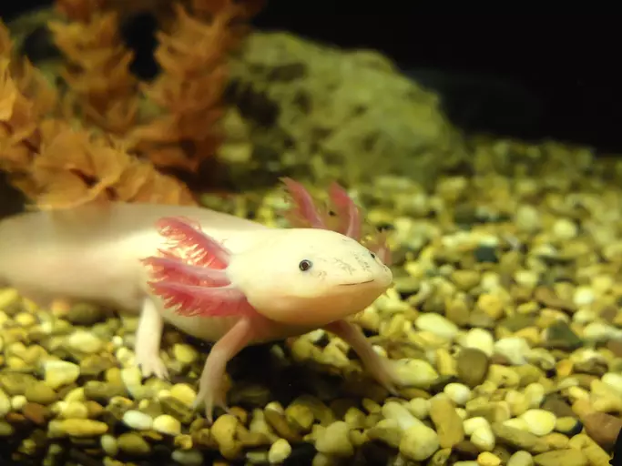 axolotl e kotsing