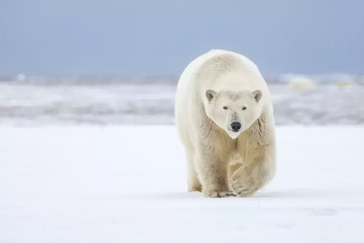 bere e polar sebakeng sa arctic