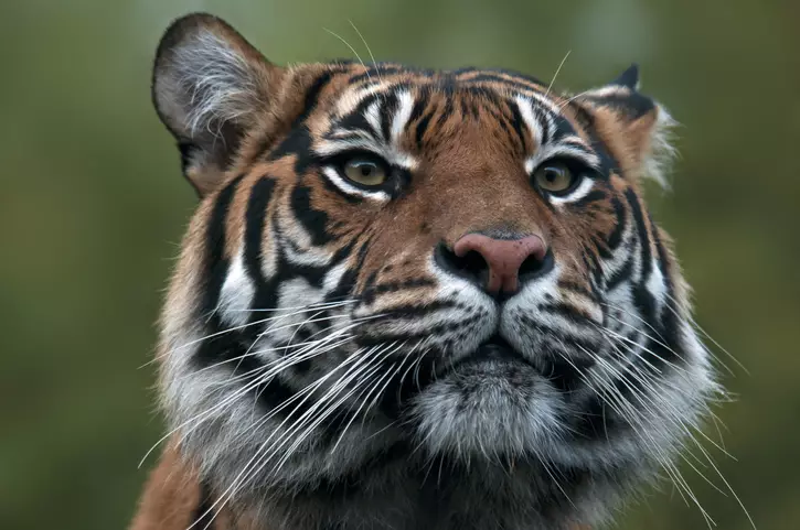 sumatranski tiger