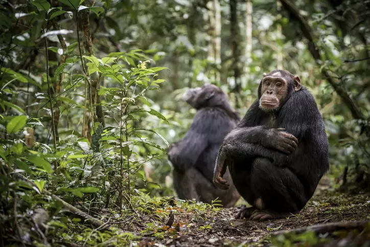 chimpanzi e tlwaelehileng sebakeng sa yona