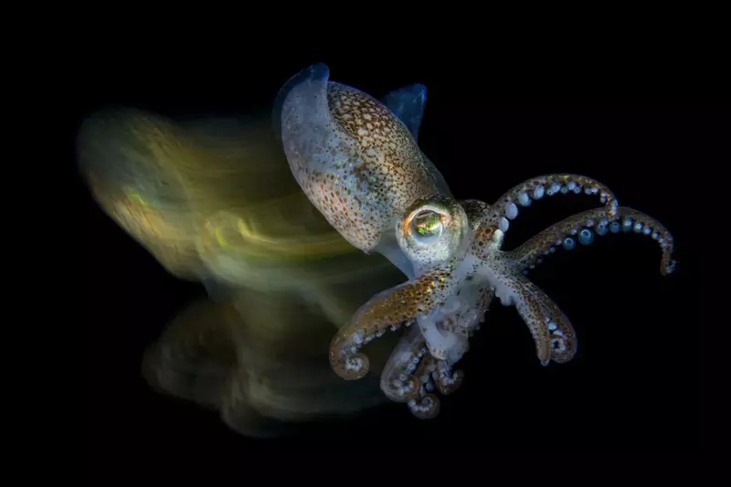 photographie sous la mer