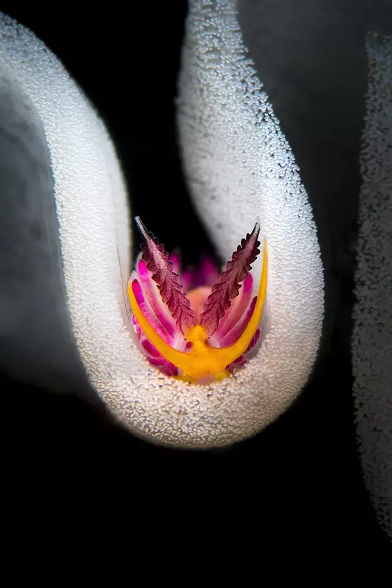 photographie sous la mer