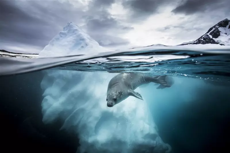 photographie sous la mer