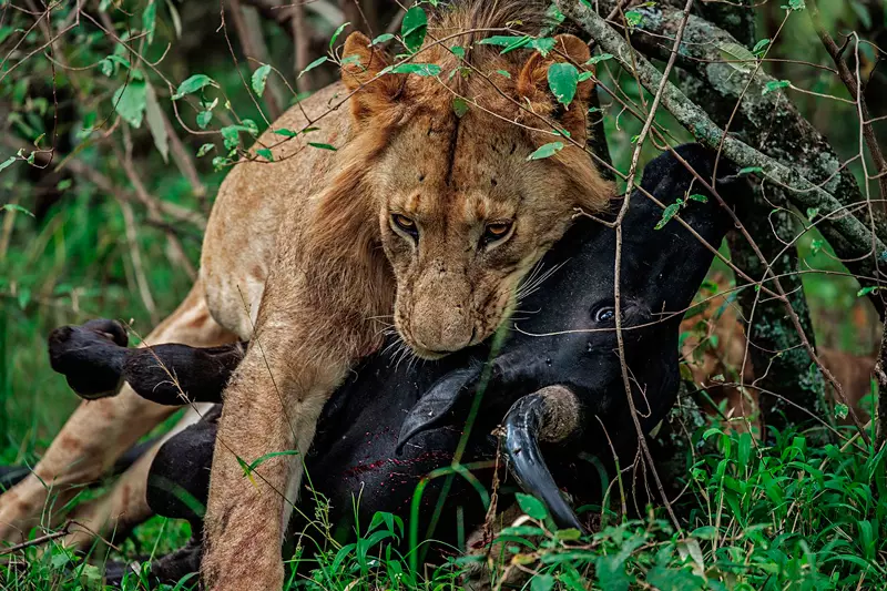 肯尼亞野生動物獅子